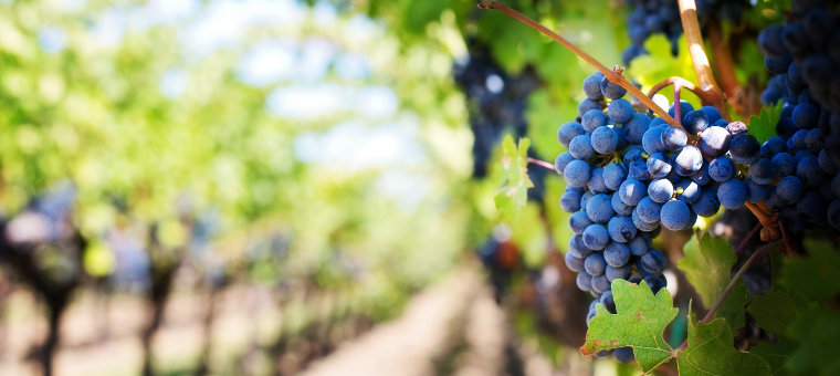 Castle Rock Winery – Award winning wines at affordable prices